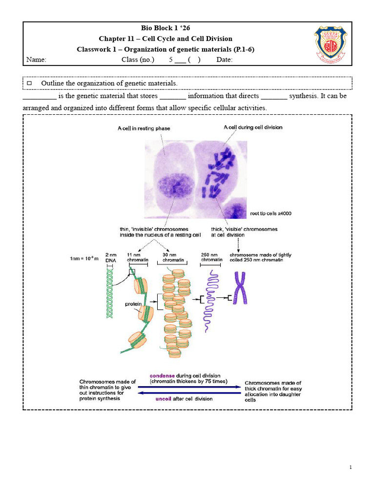Classwork 11.1 Genetic Materials - Blank | PDF | Dna | Genetics