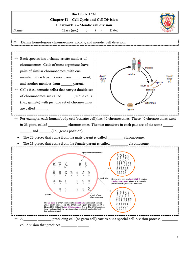 Classwork 11.3 Meiotic Cell Division - Blank | PDF | Meiosis | Chromosome