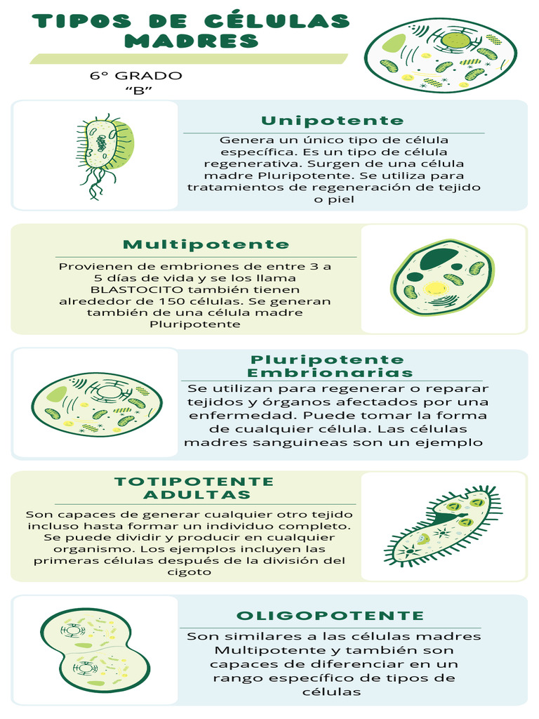 Infografía Biología Tipos de Células Ilustrativa Verde | PDF | Salud y ...