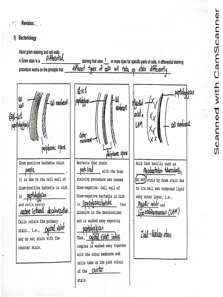 Answer - Cell Wall | PDF