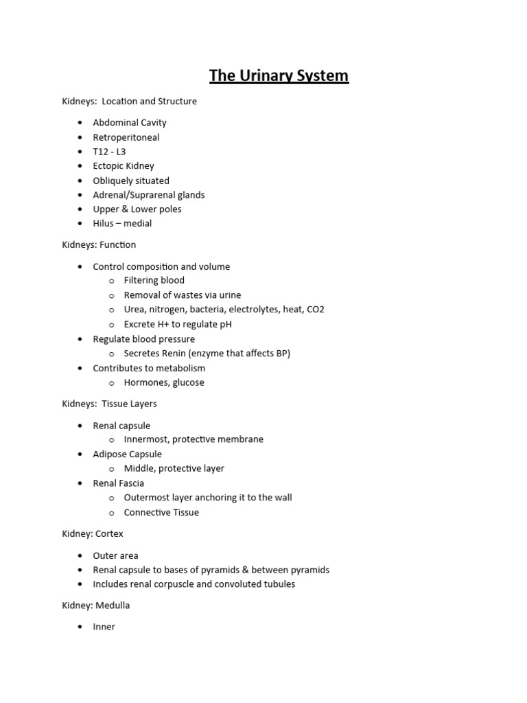 Urinary System Notes | PDF | Kidney | Urinary System