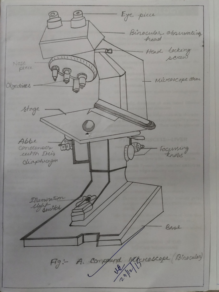 Pathology Practical | PDF