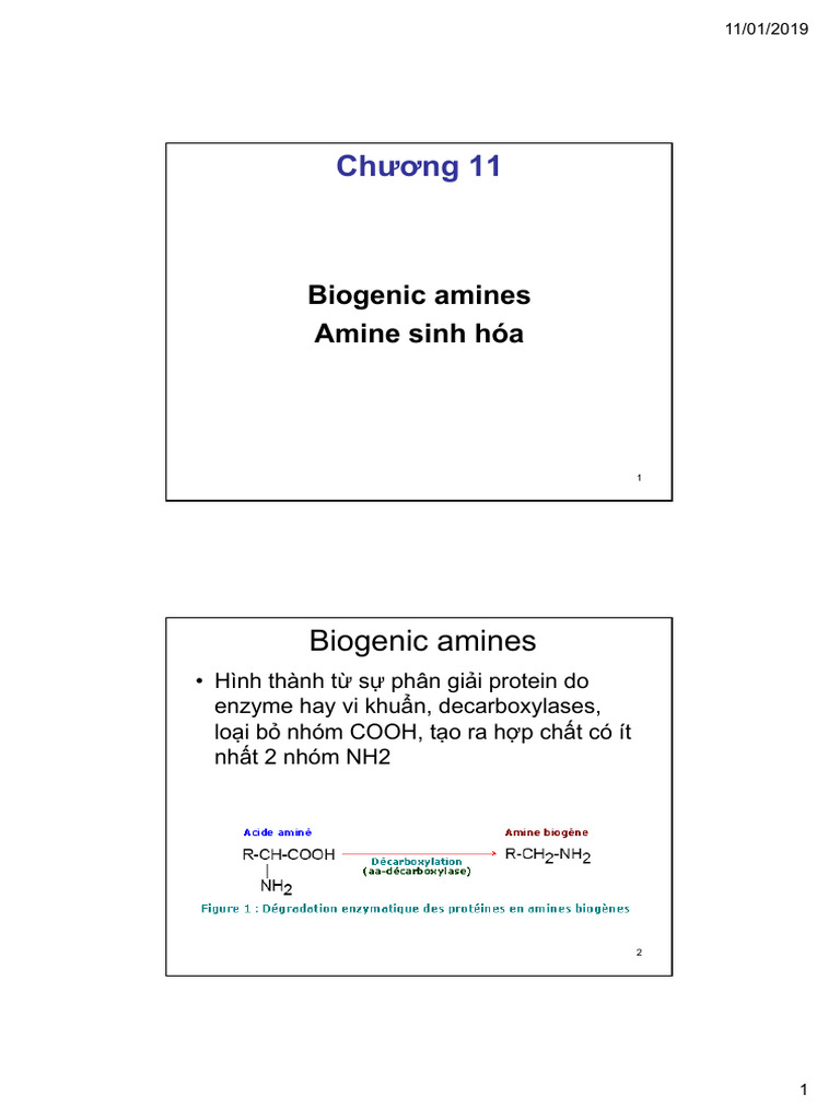 10 Biogenic Amines | PDF