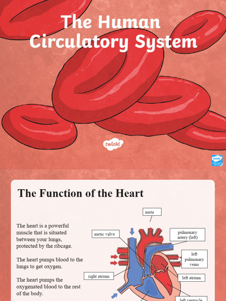 Year 6 Human Body Circulatory System Lesson Teaching Powerpoint | PDF ...