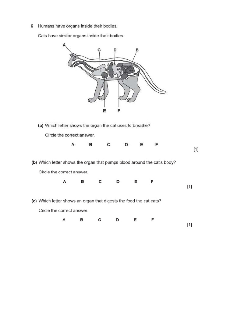 Revision Paper On Human Body System | PDF