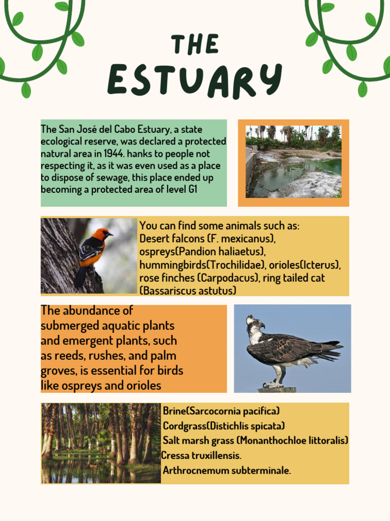 Estuary | PDF
