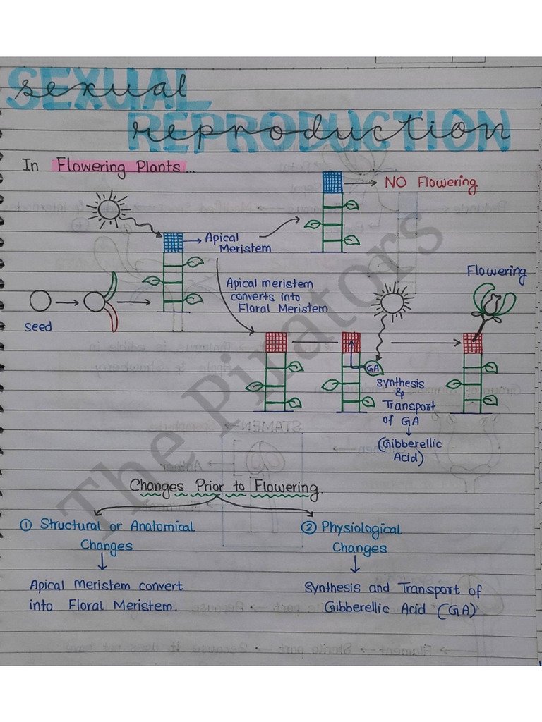 SEXUAL REPRODUCTION IN FLOWERING PLANTS (Handwritten Notes) | PDF