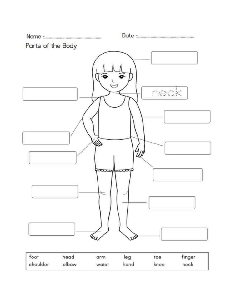 Body Part | PDF