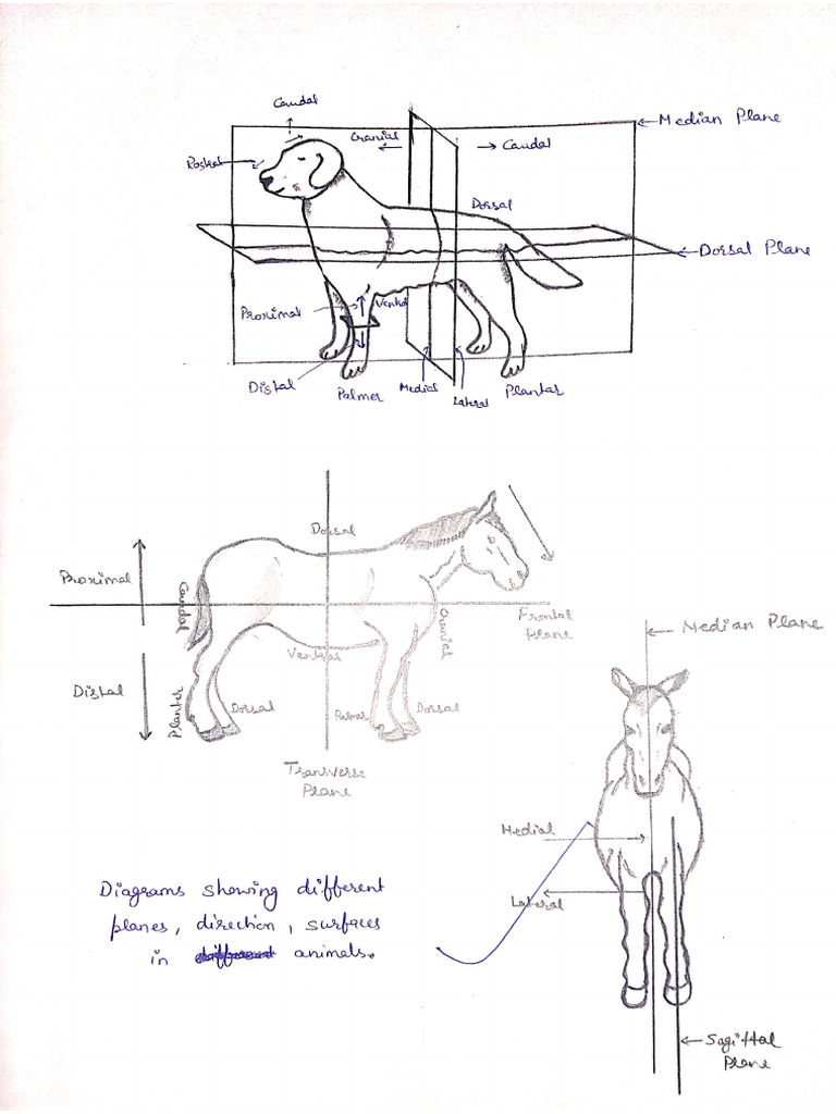 Anatomy Practical 1 | PDF