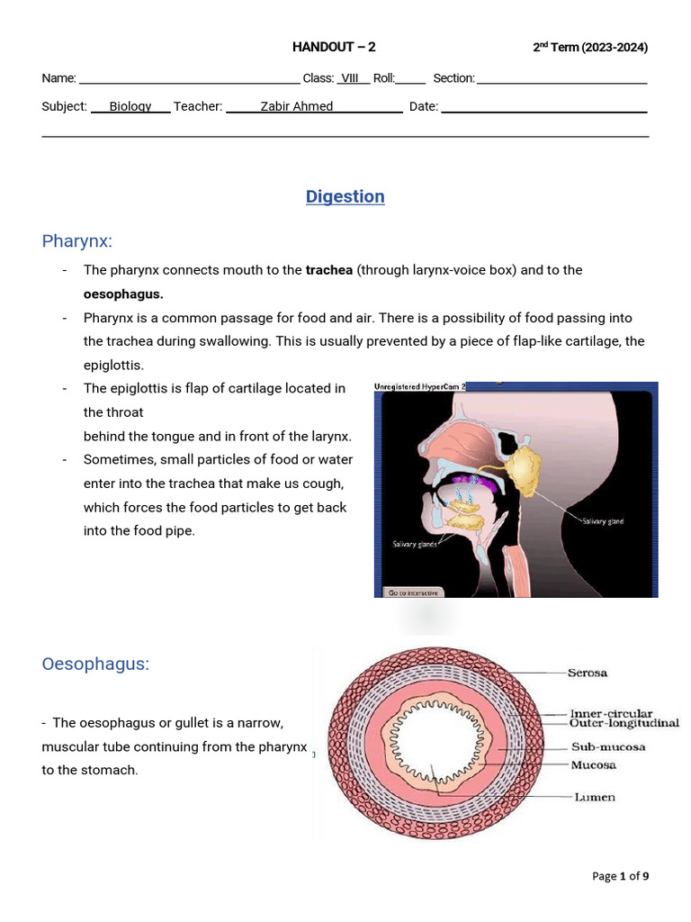 VIII Biology Digestion Handout 2 | PDF | Stomach | Bile