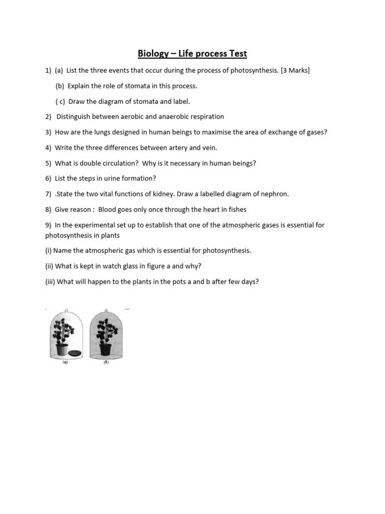Biology Test: Photosynthesis & Respiration | PDF | Science ...