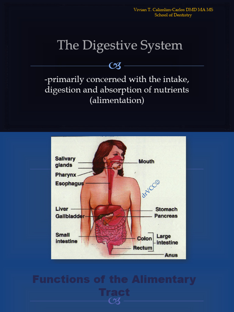 12 The Digestive System | PDF | Pancreas | Tongue