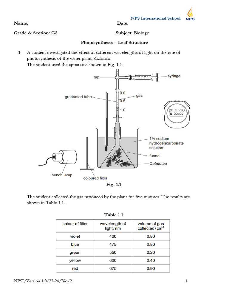 G8 Biology Photosynthesis, Leaf Structure WS2 | PDF | Photosynthesis | Leaf