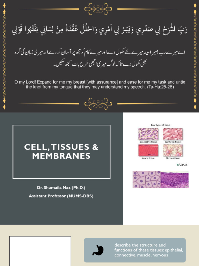 4. Tissues and types | PDF | Epithelium | Connective Tissue
