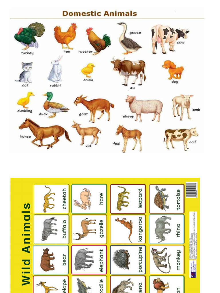 Animals | PDF