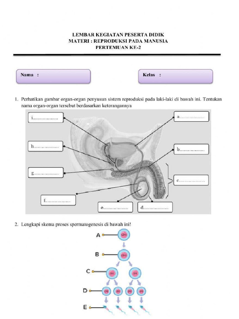 LKPD Sistem Reproduksi Manusia Kelas 9 | PDF