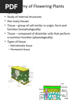 Transverse Sections of Plant Anatomy | PDF | Leaf | Plant Stem