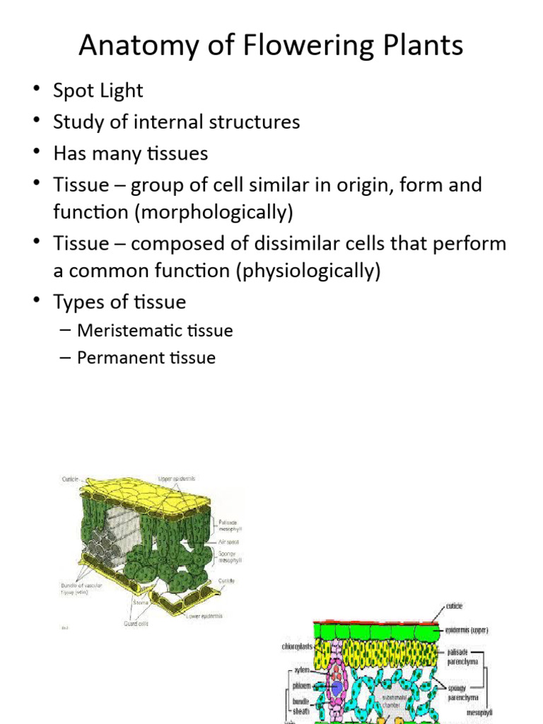 Anatomy of Flowering Plants Overview | PDF | Tissue (Biology) | Plant Stem