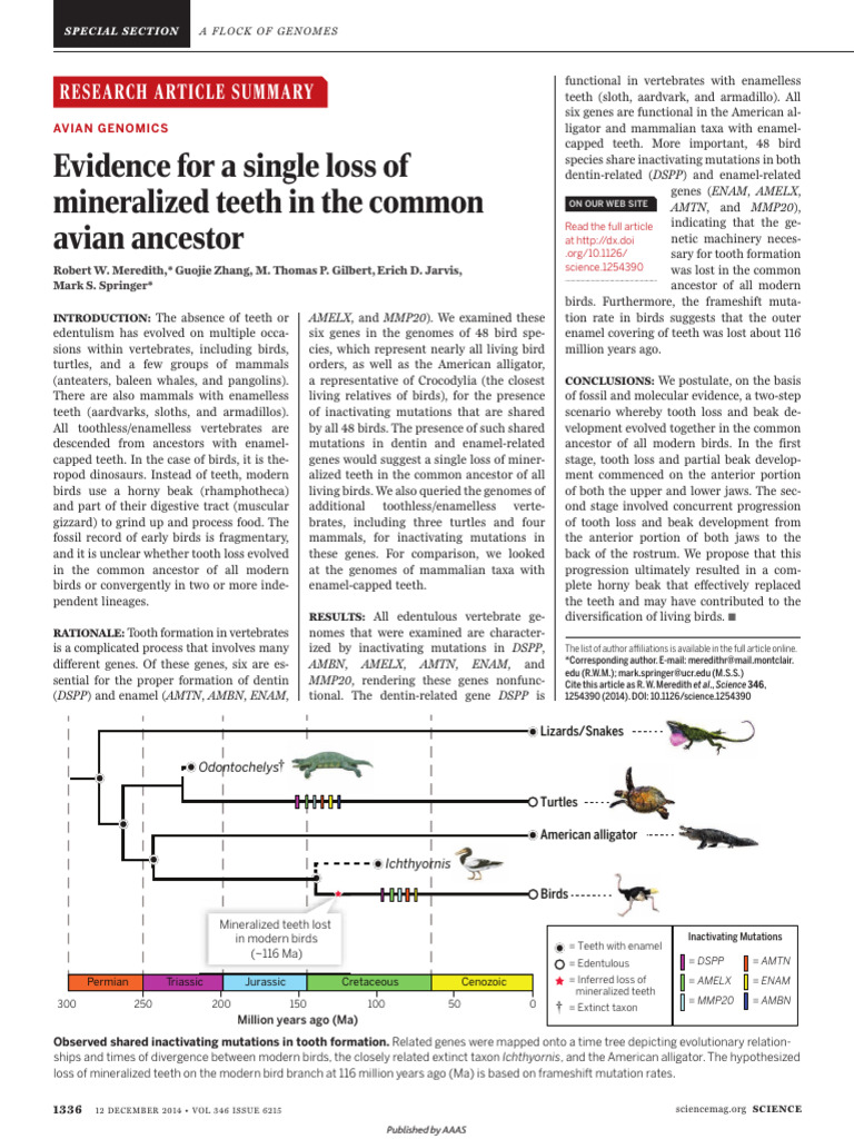 Single Loss of Mineralized Teeth in The Common Avian Ancestor | PDF | Tooth | Birds