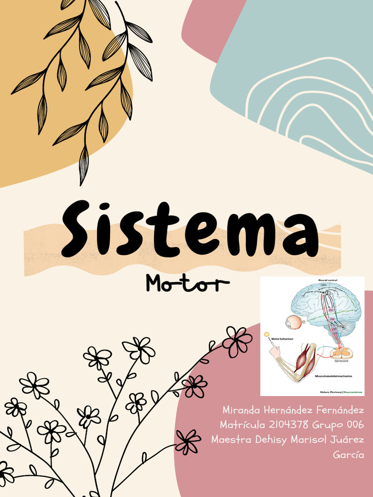 Sistema Motor | PDF | Músculo | Cerebelo