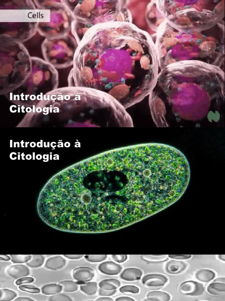 Introdução À Citologia - Organização Celular | PDF | Citoplasma ...