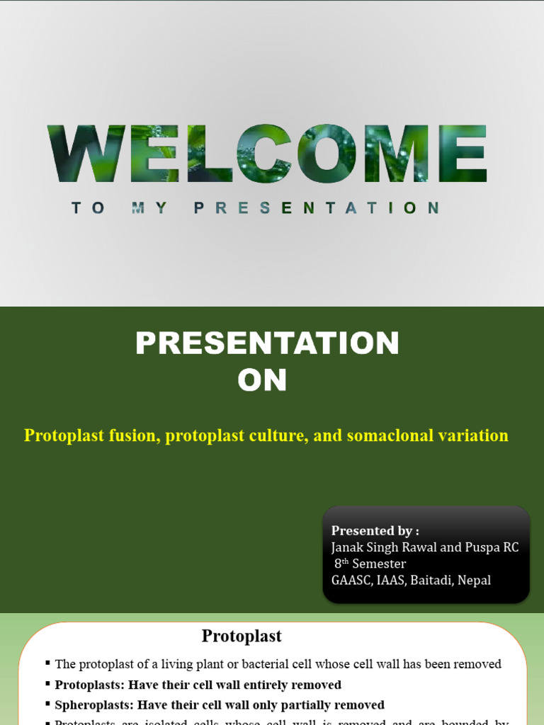 Protoplast Fusion Techniques Explained | PDF | Ploidy | Cell Wall