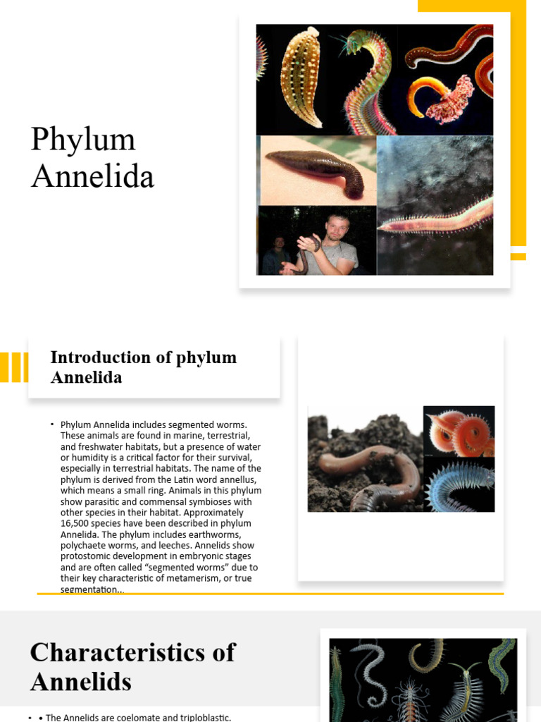 Phylum Annelida 1 | PDF
