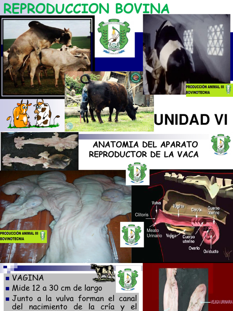 Anatomía Reproductiva de la Vaca | PDF | Ovario | Vagina