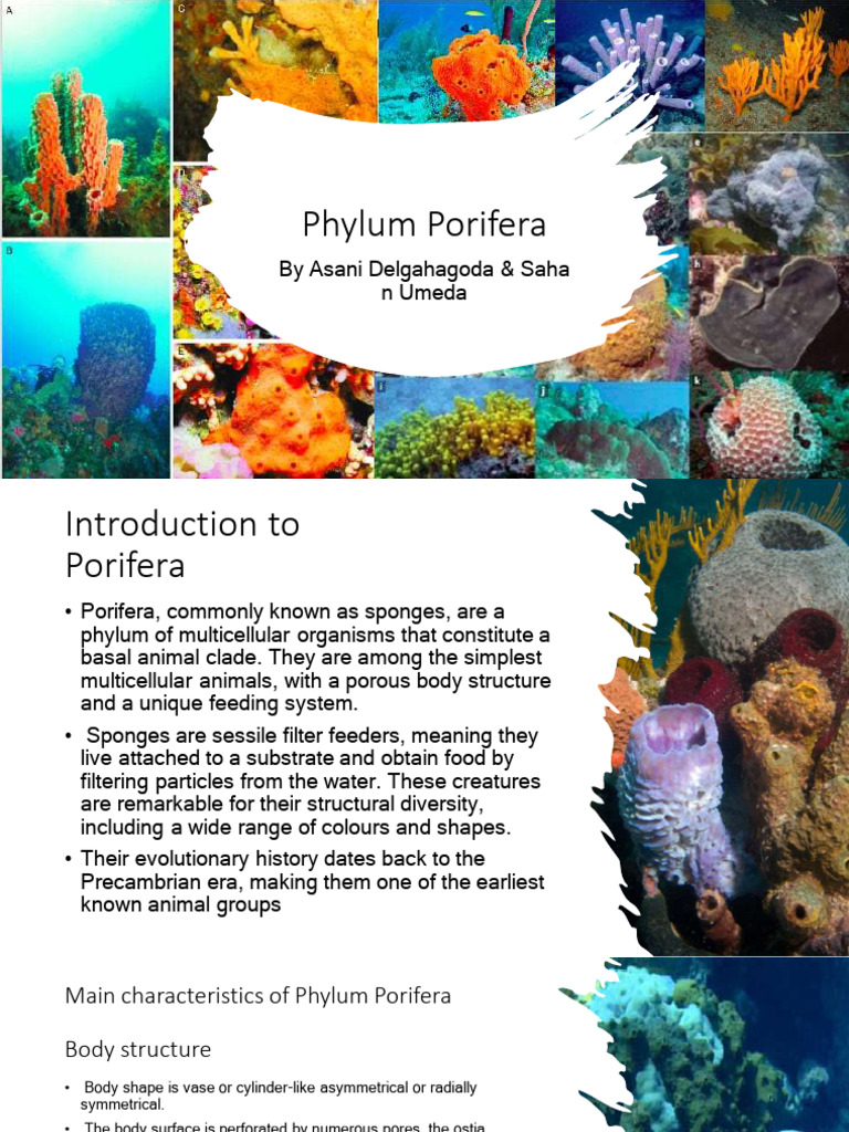 Phylum Porifera Overview | PDF | Sponge | Biology