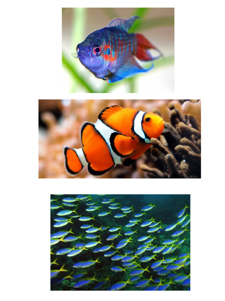 Peces | PDF