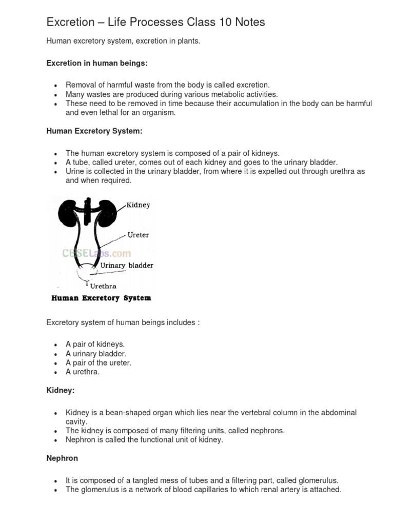 Life Processes Notes Excretion | PDF | Kidney | Urinary System