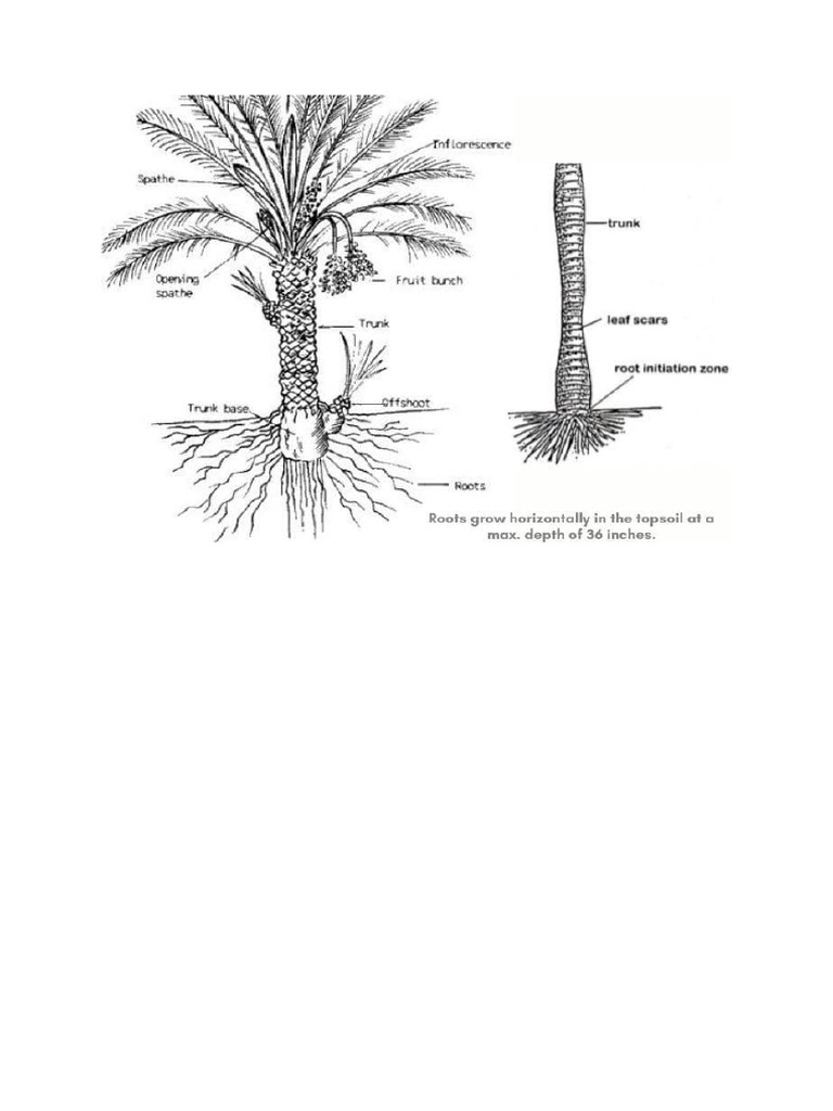 Gambar Sawit | PDF