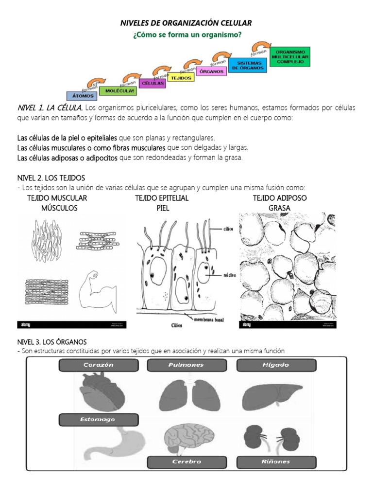 Actividad Niveles de Organización Celular | PDF