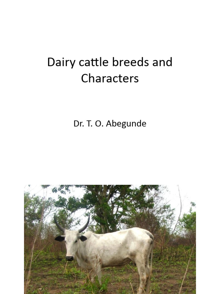Dairy Cattle Breeds and Characters | PDF | Dairy Cattle | Cattle
