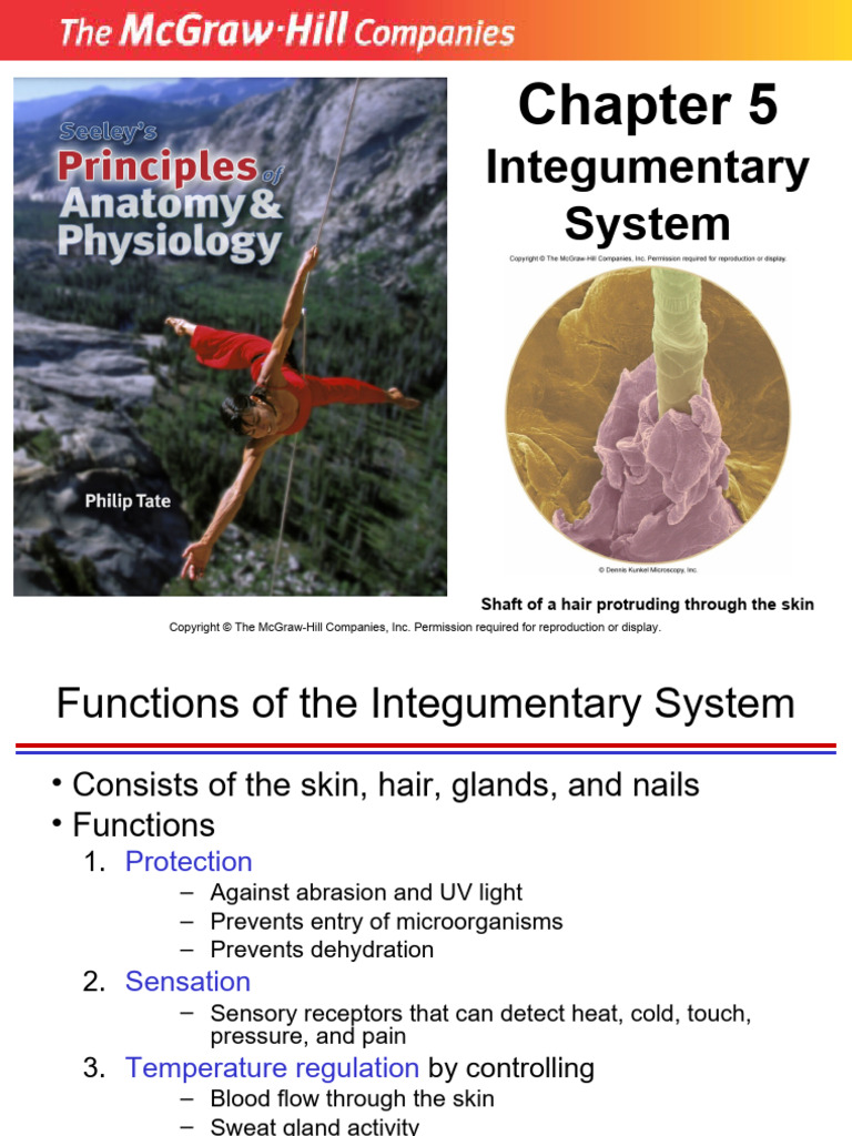 Module 5 - Integumentary System | PDF | Skin | Epidermis
