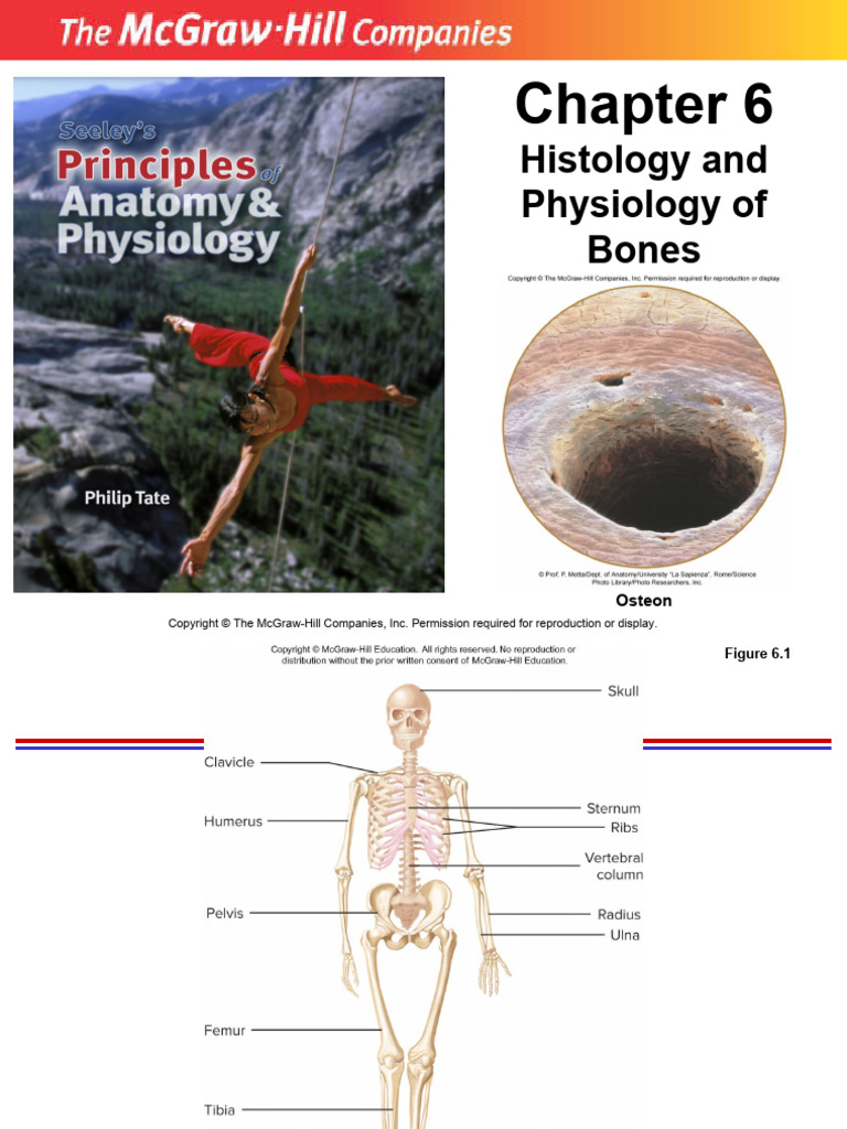 Module 6A - Histology and Physiology of Bones | PDF | Bone | Osteoblast