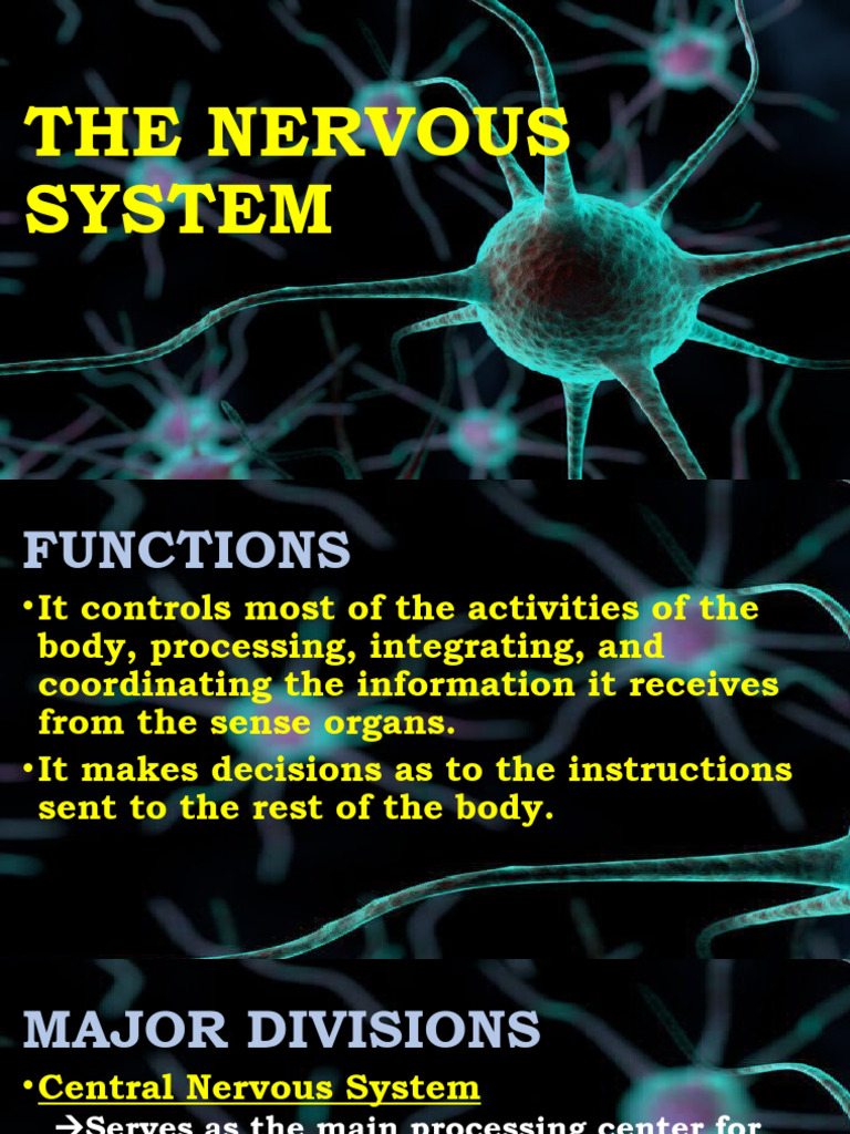 THE NERVOUS SYSTEM | PDF | Nervous System | Nerve