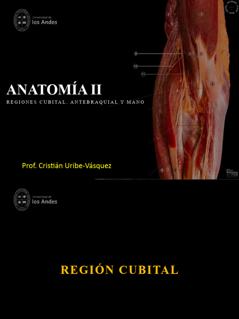 Anatomía del Codo, Antebrazo y Mano | PDF | Codo | Extremidades (anatomía)