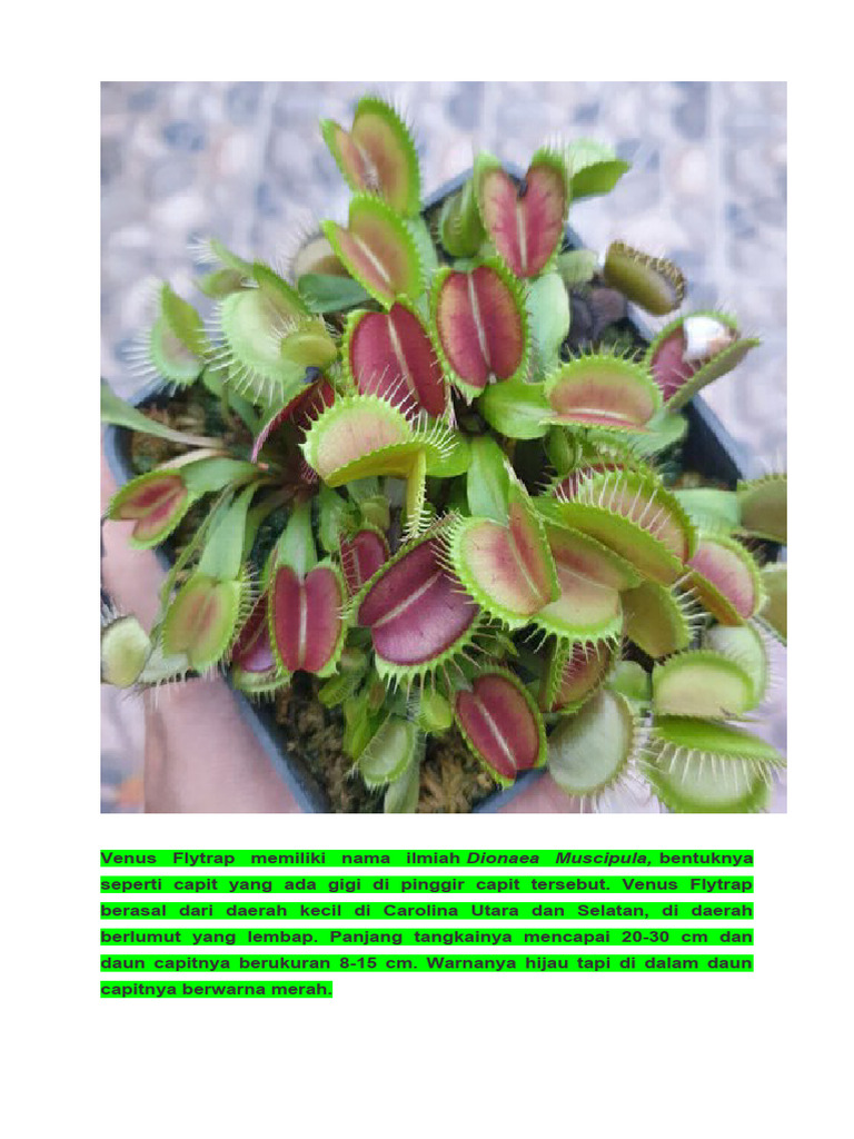Venus Flytrap Memiliki Nama Ilmiah | PDF