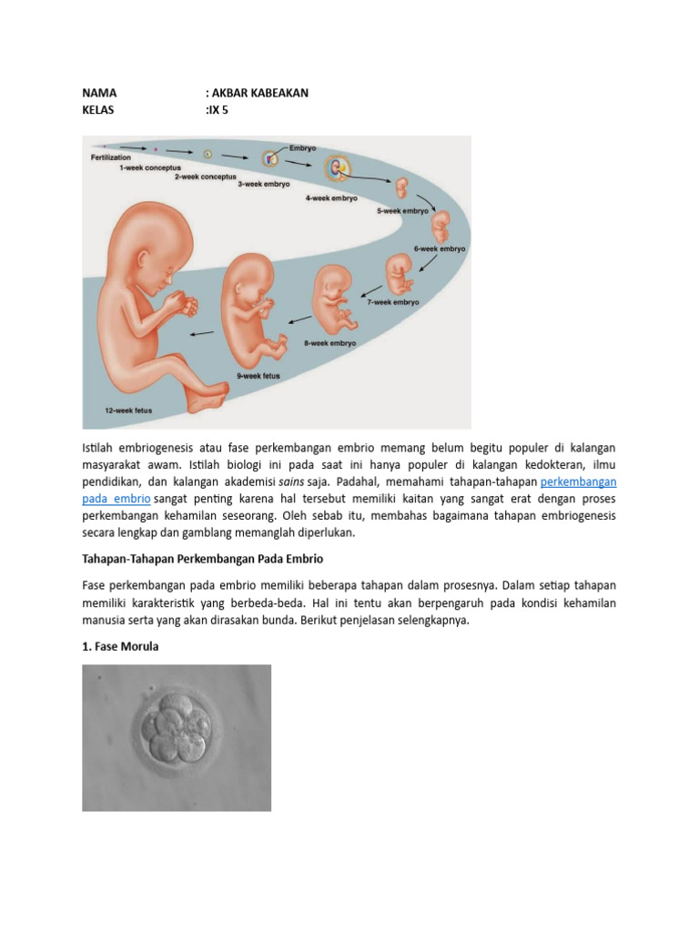 Tahapan Embriogenesis pada Kehamilan | PDF | Pengembangan Diri | Sains ...