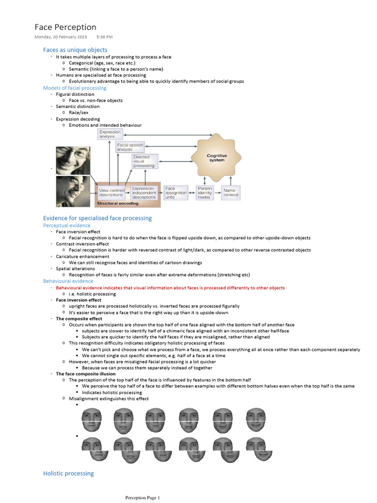 Perception | PDF | Visual Cortex | Visual System