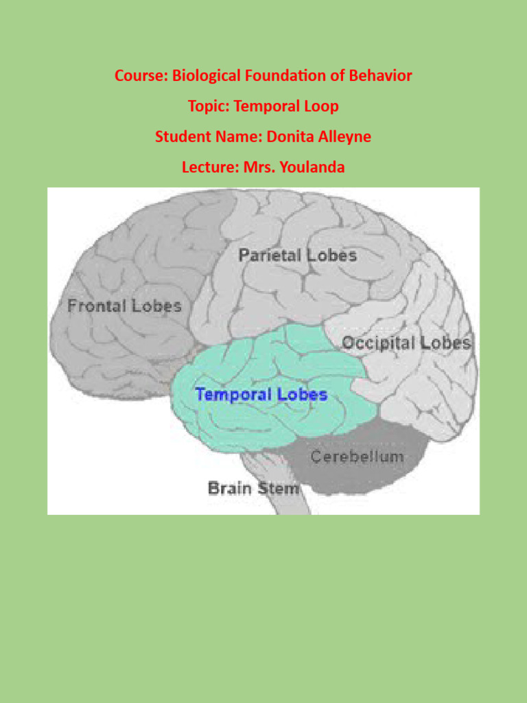 Temporal Lobe Pdf Memory Temporal Lobe