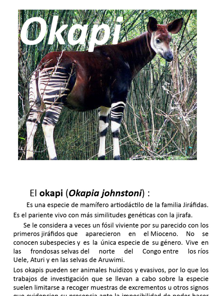 Okapi Peligro de Extinción | PDF | Zoología