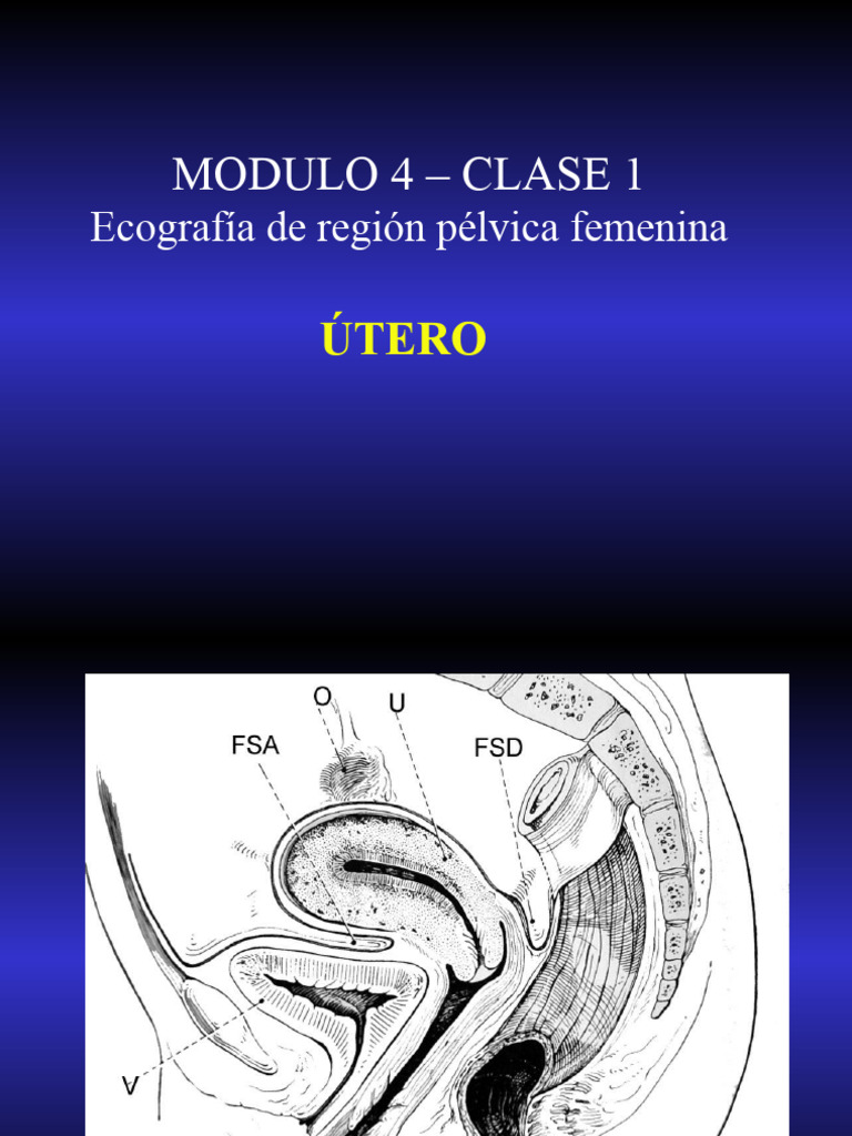 Ecografía Pélvica Femenina: Útero y Endometrio | PDF | El embarazo | Vagina