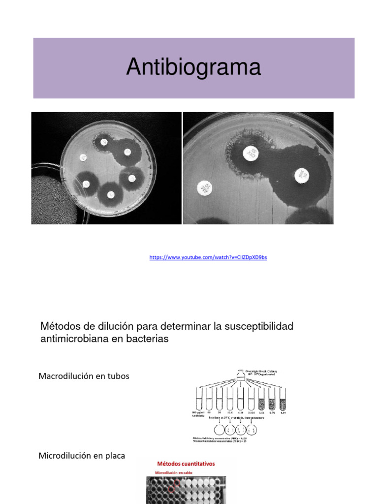 Antibiograma 20241 | PDF | Biología | Microbiología