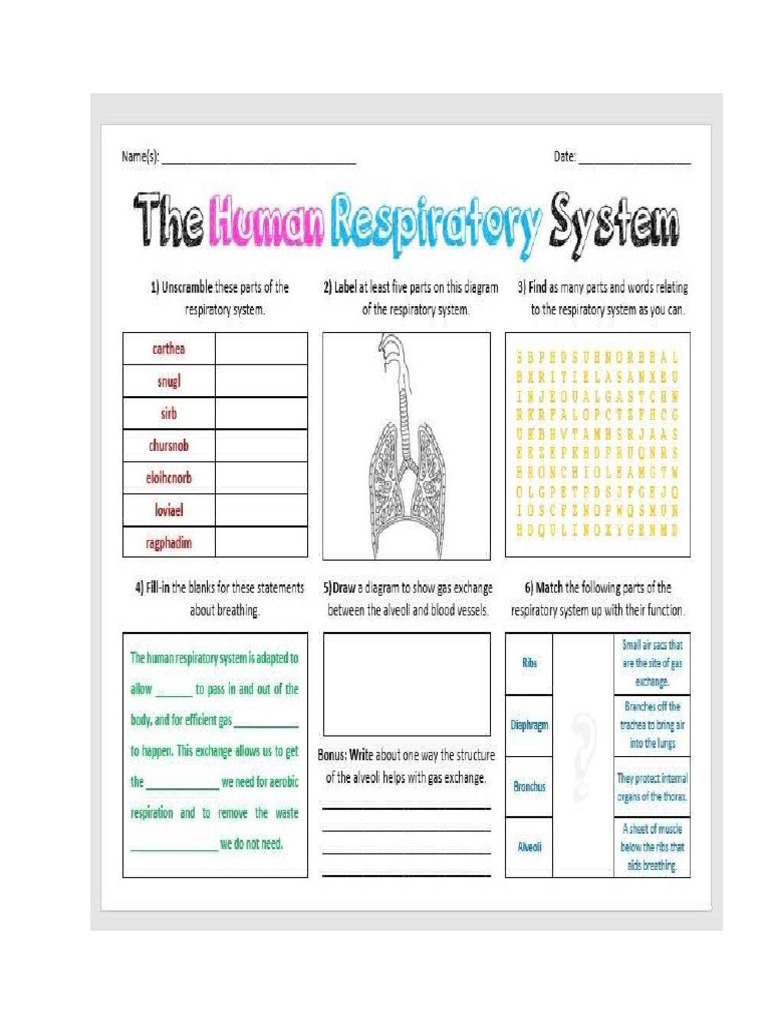 Activity For Respiratory System | PDF