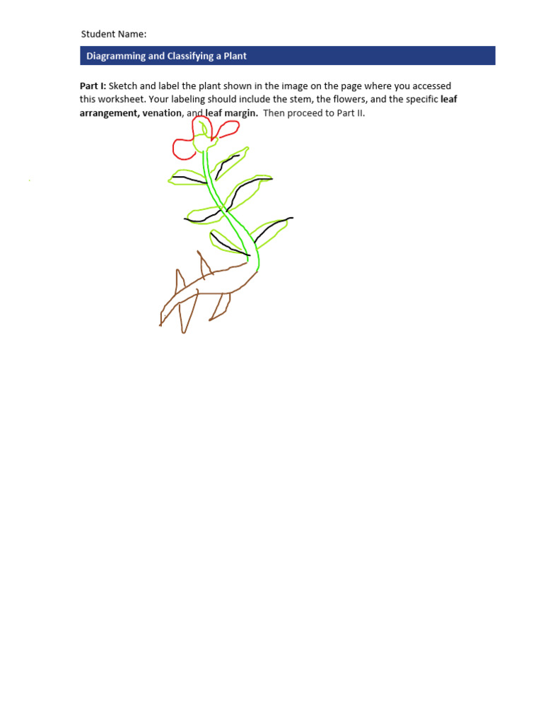 Plant Diagram and Classification Guide | PDF