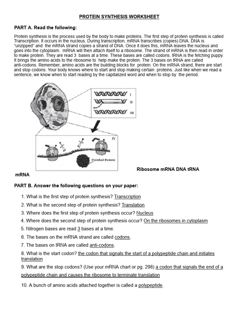 Protein Synthesis Worksheet | PDF | Translation (Biology) | Rna