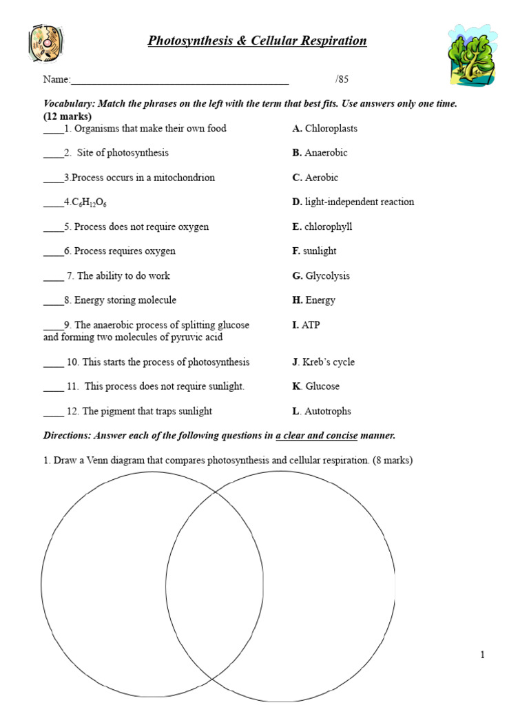 Comparing Photosynthesis and Respiration | PDF | Cellular Respiration ...