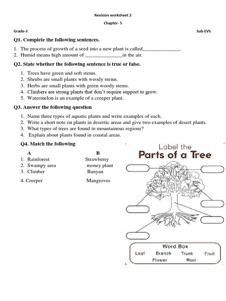 Grade-3 EVS Pre - Mid Term Worksheet-2 | PDF | Trees | Plants